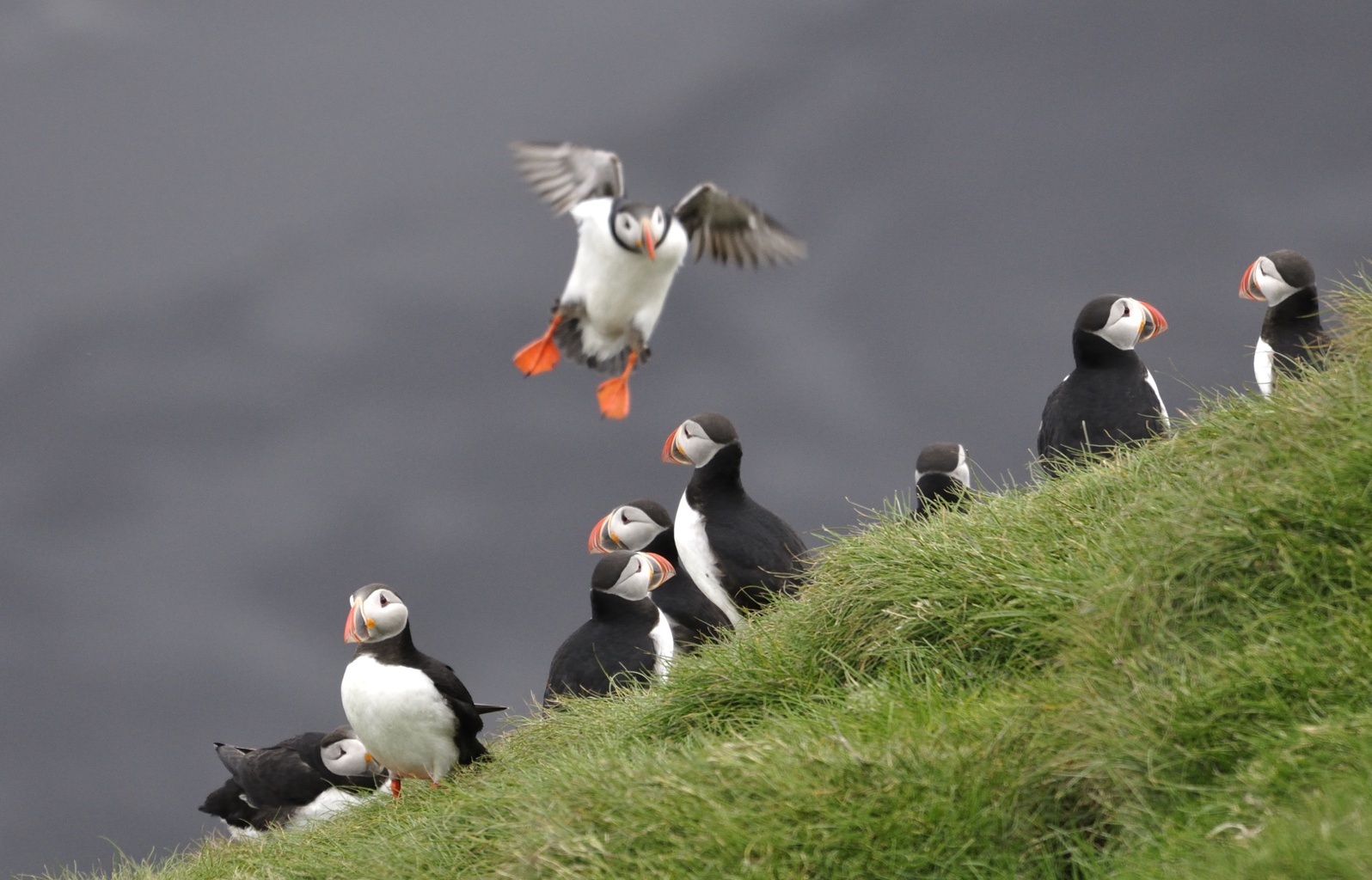 Ingólfshöfði Puffin Tour