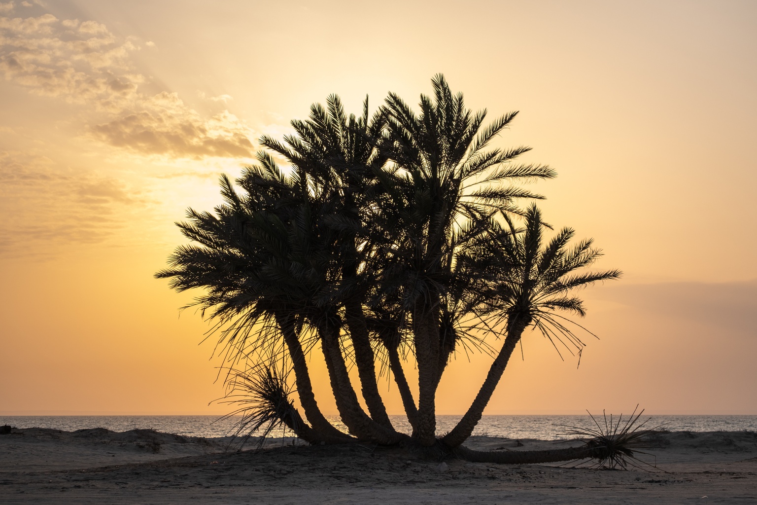 Al Khraij Beach (Palm Tree Beach)