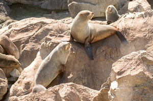 Ohau Point Seal Colony