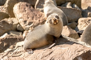 Ohau Point Seal Colony