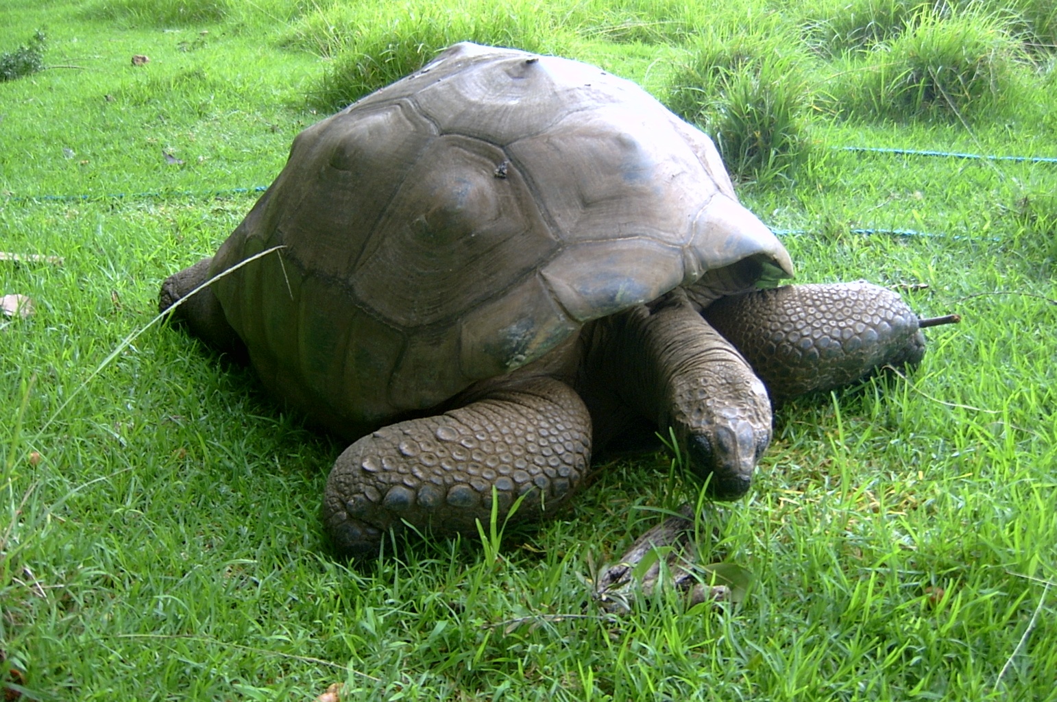 Meet Jonathan the tortoise, the world’s oldest land animal