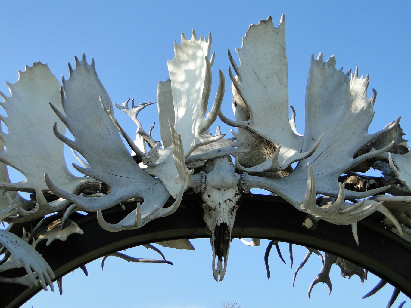 Moose Antler Arch (Interior Alaska Antler Arch)