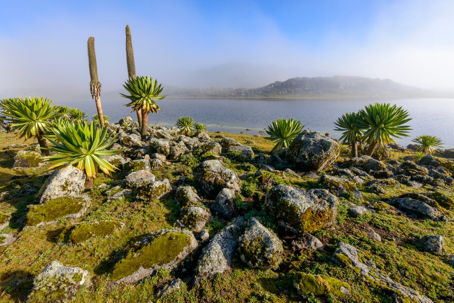 Bale Mountains National Park
