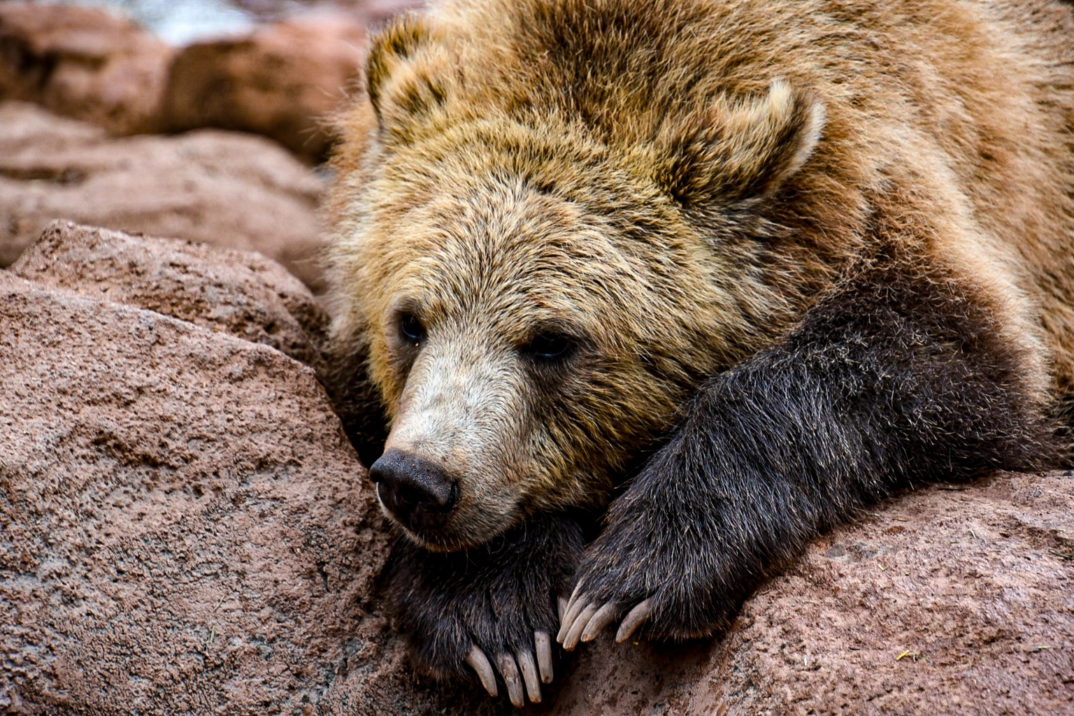 Bearizona Wildlife Park