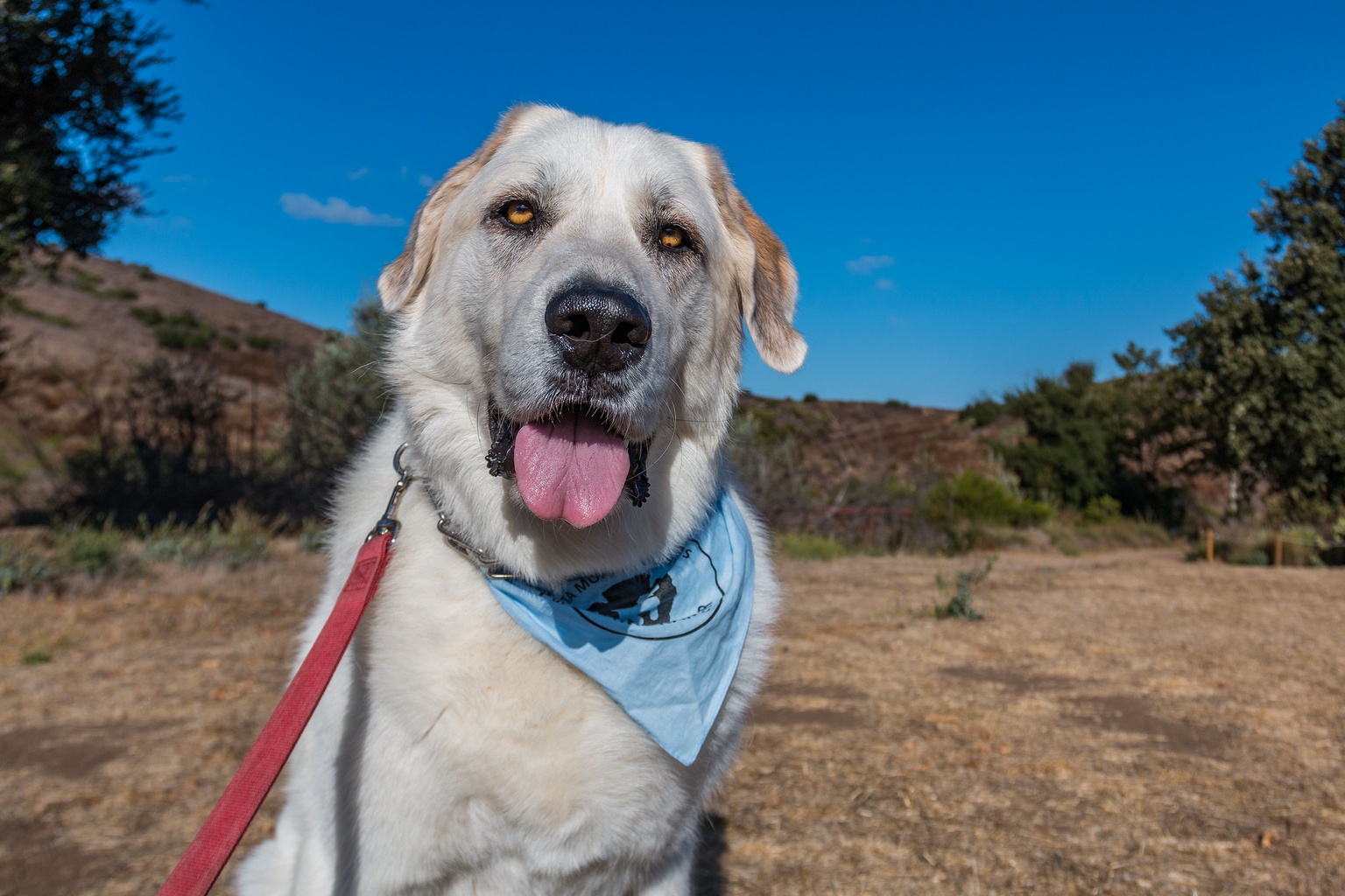 The Most Dog-Friendly National Parks in the U.S.