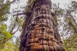 Alerce Milenario (Great-Grandfather)