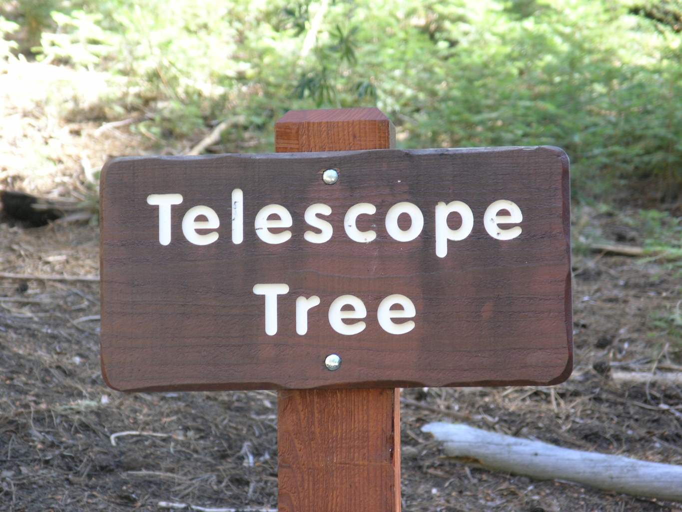The Telescope Tree