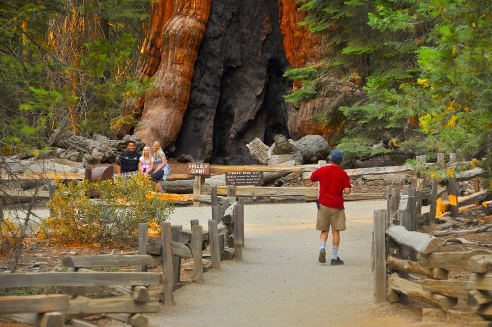 Grizzly Giant Loop Trail