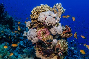 Sharm el-Sheikh