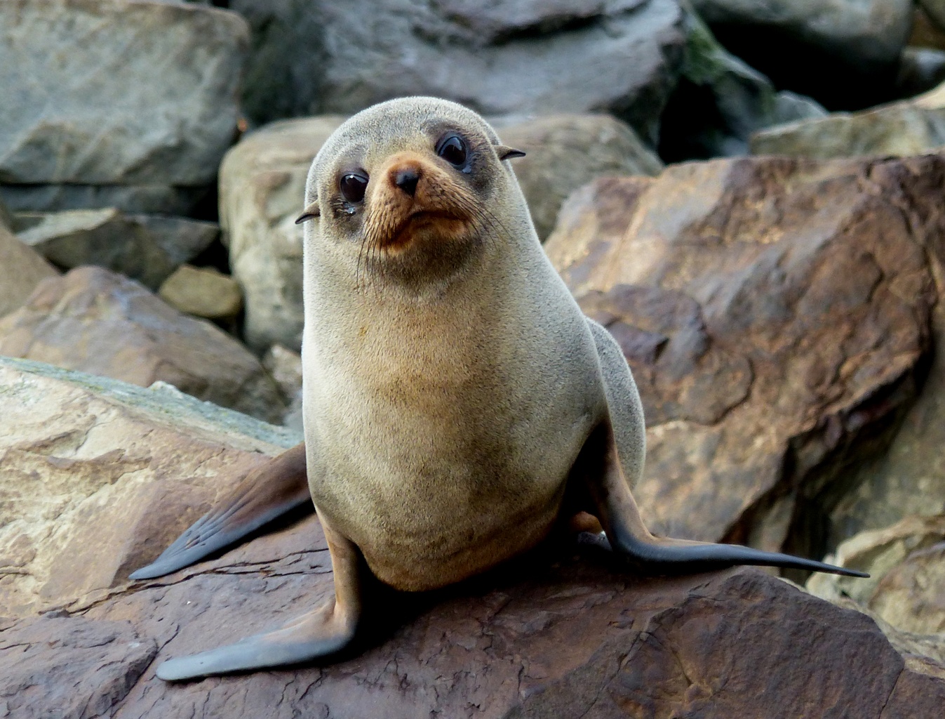 Ohau Point Seal Colony