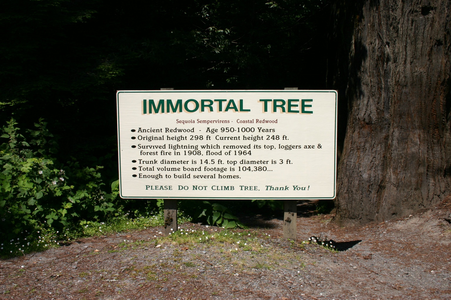 Immortal Tree