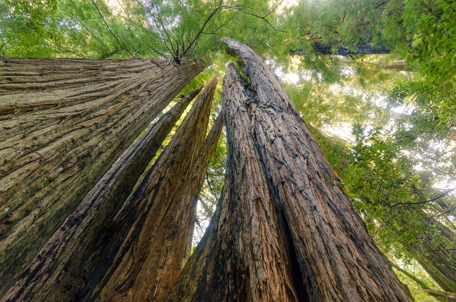 California trying to make the world’s tallest tree invisible. Now ...
