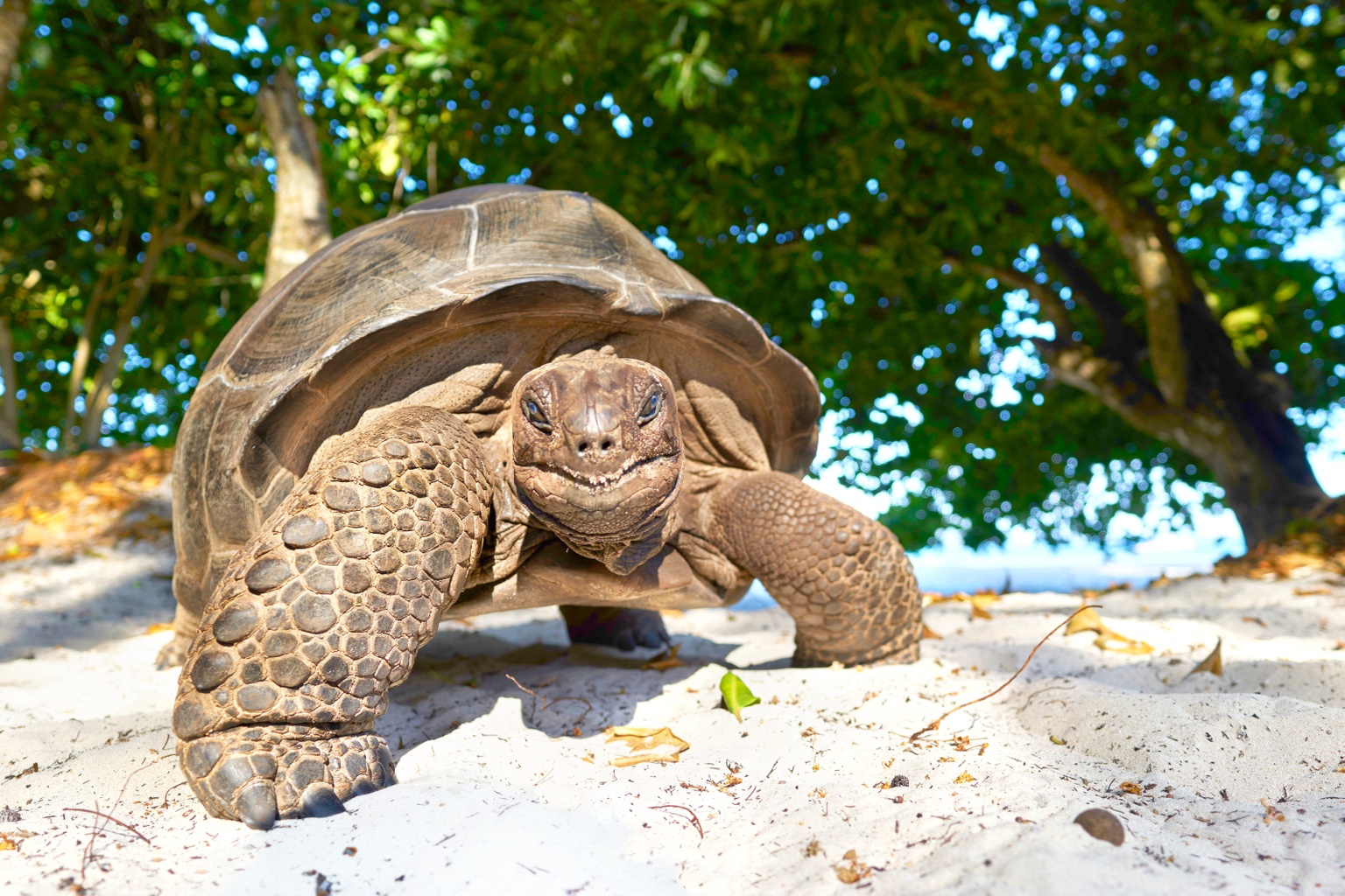 La Digue's Giant Tortoises