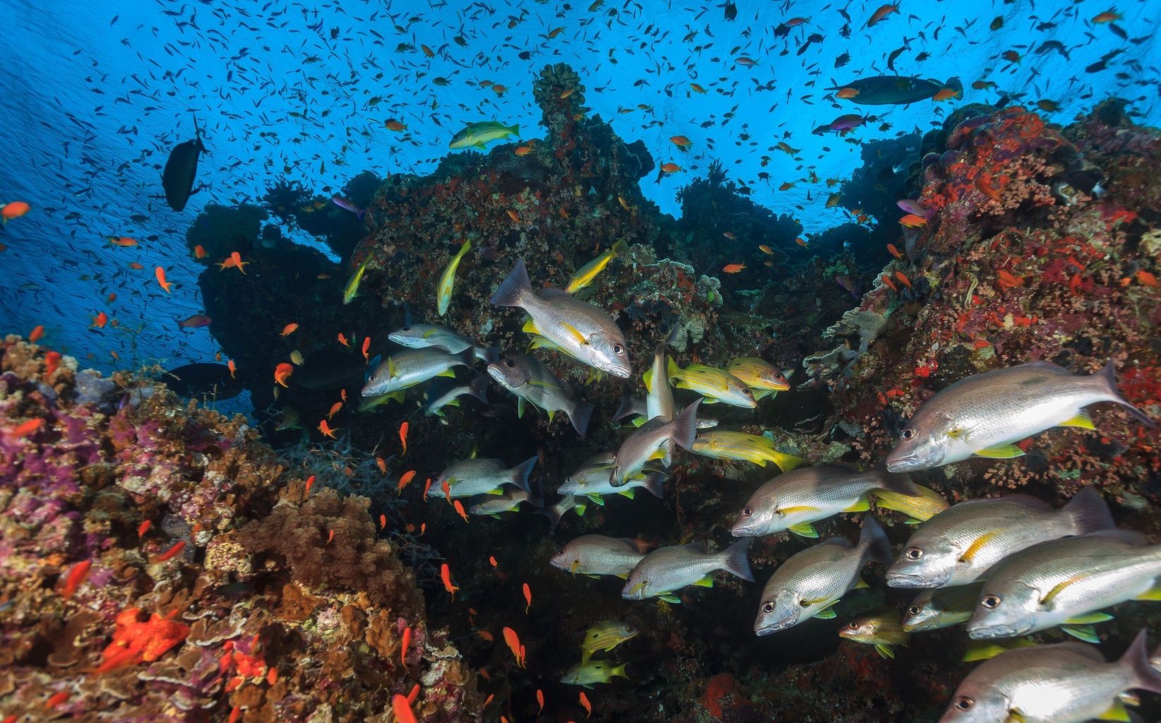 Steve’s Bommie, Ribbon Reefs No 3