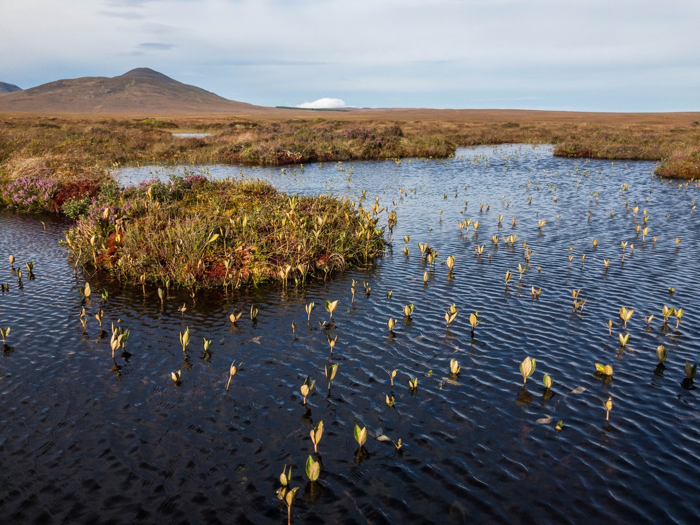 Forsinard Flows National Nature Reserve