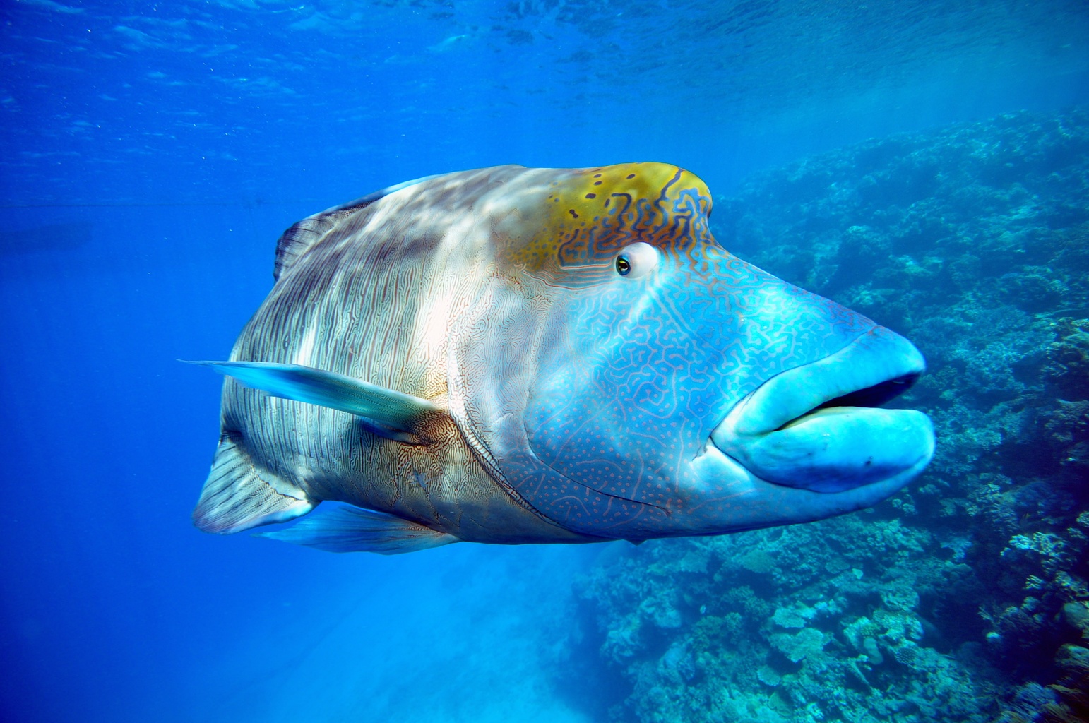 Great Barrier Reef
