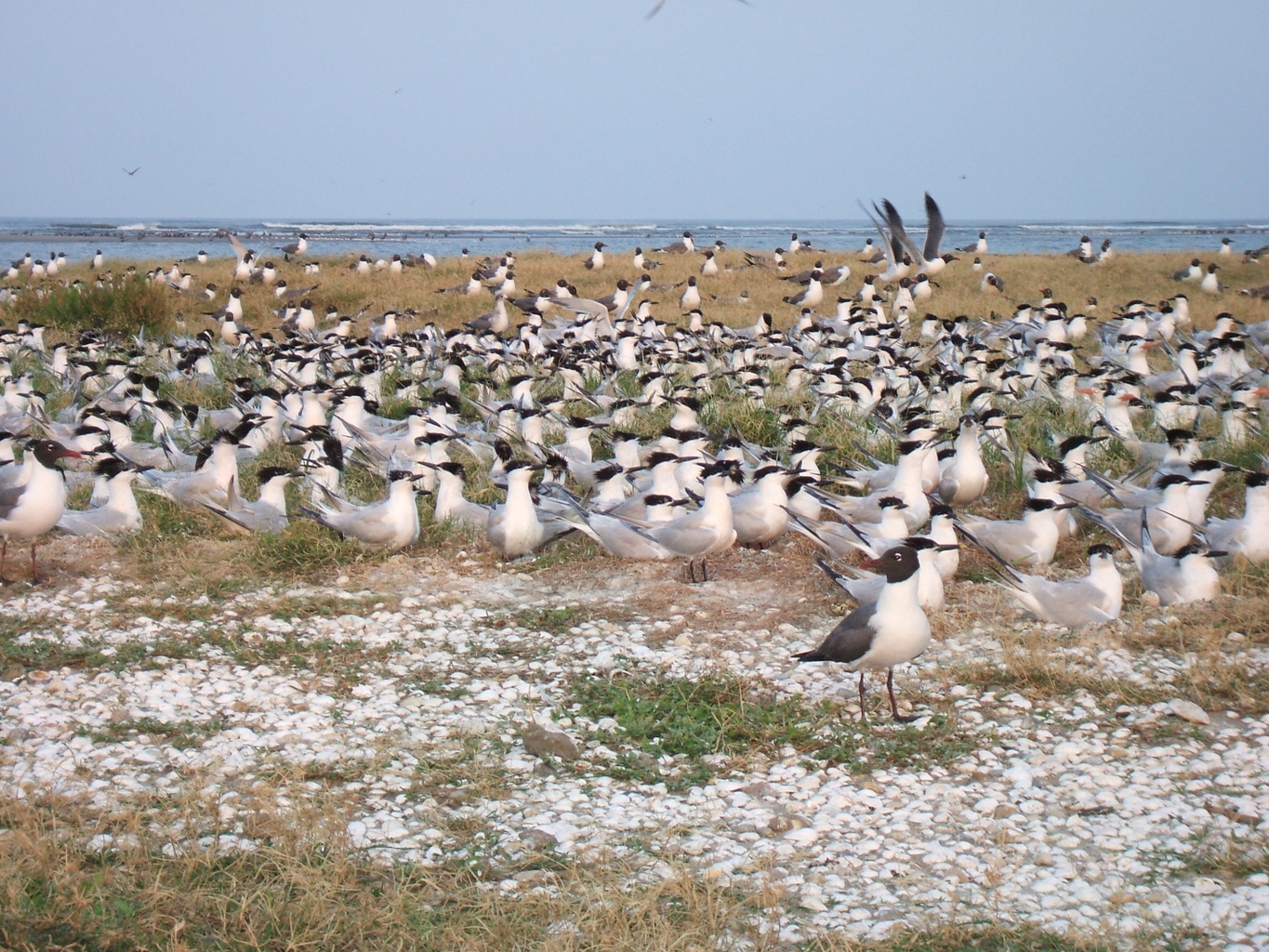 Breton National Wildlife Refuge