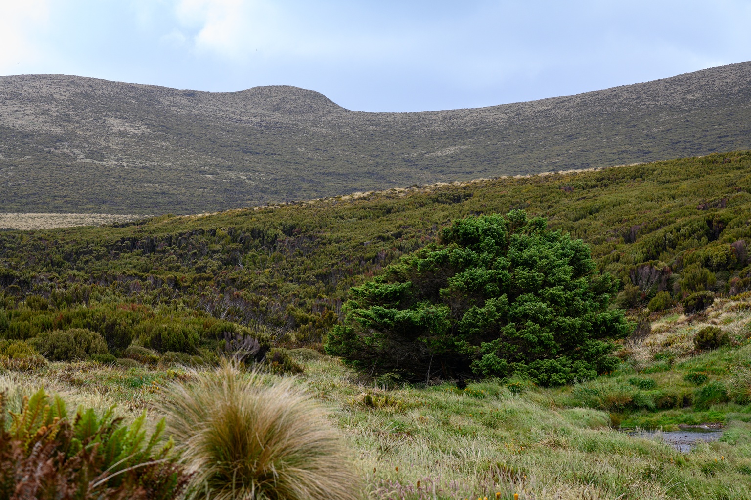World's Loneliest Tree