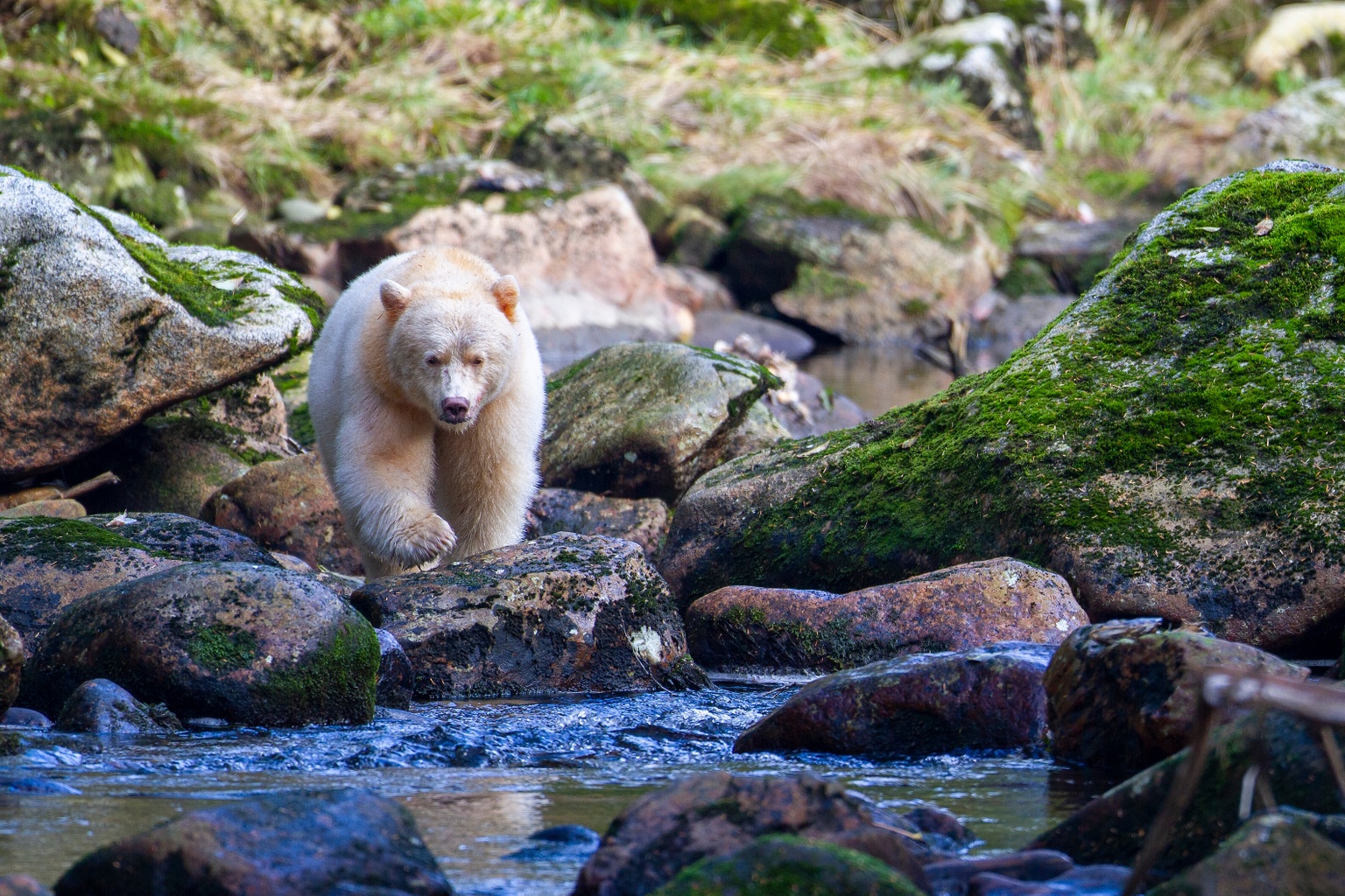 Great Bear Rainforest