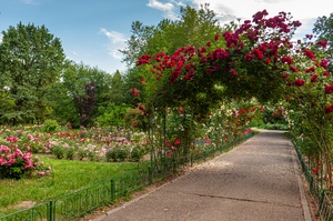 Bucharest Botanical Garden