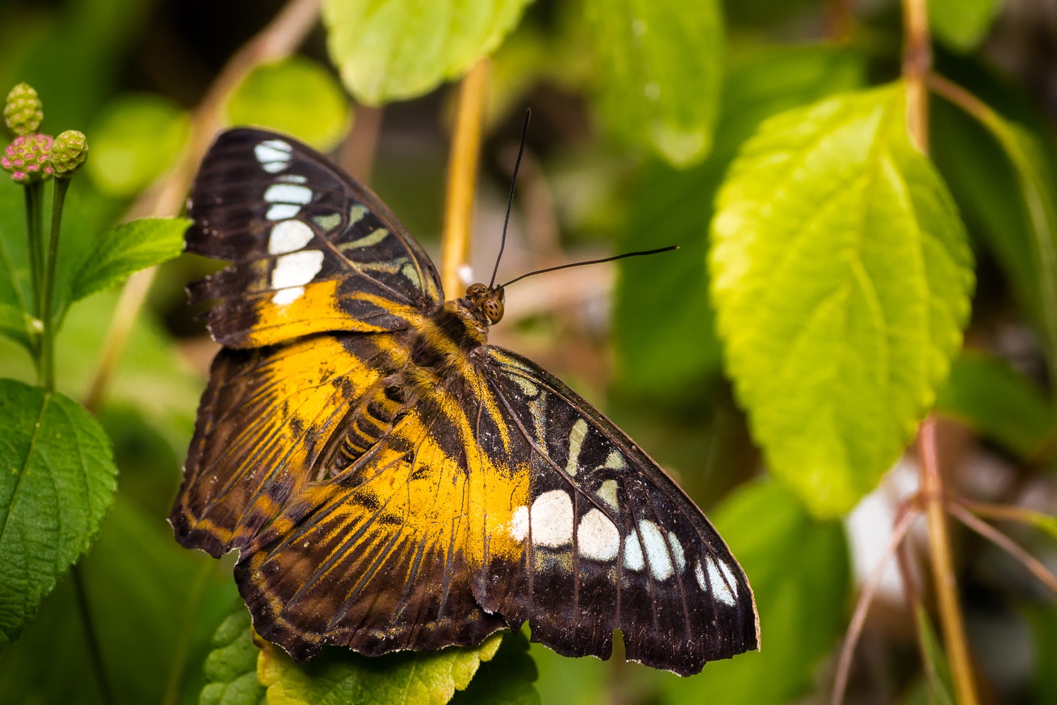 Butterfly World
