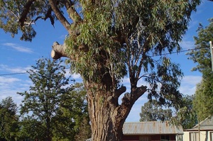 Kenniff Tree