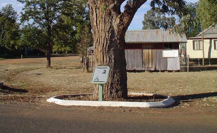 Kenniff Tree