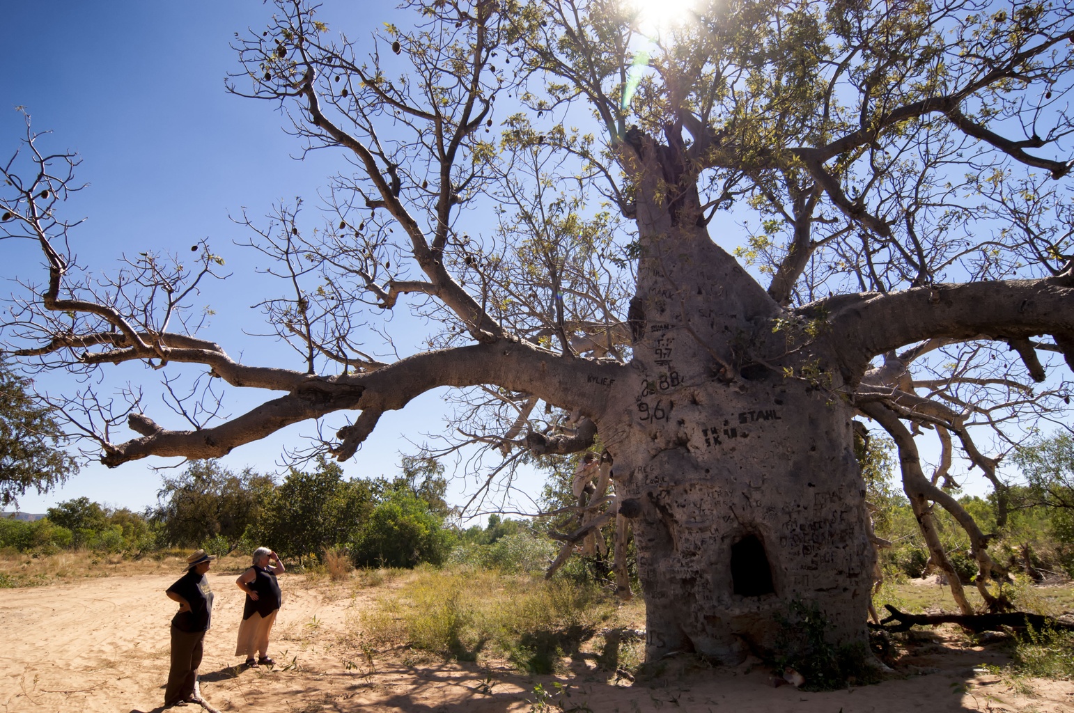 Boab Prison Tree in Wyndham