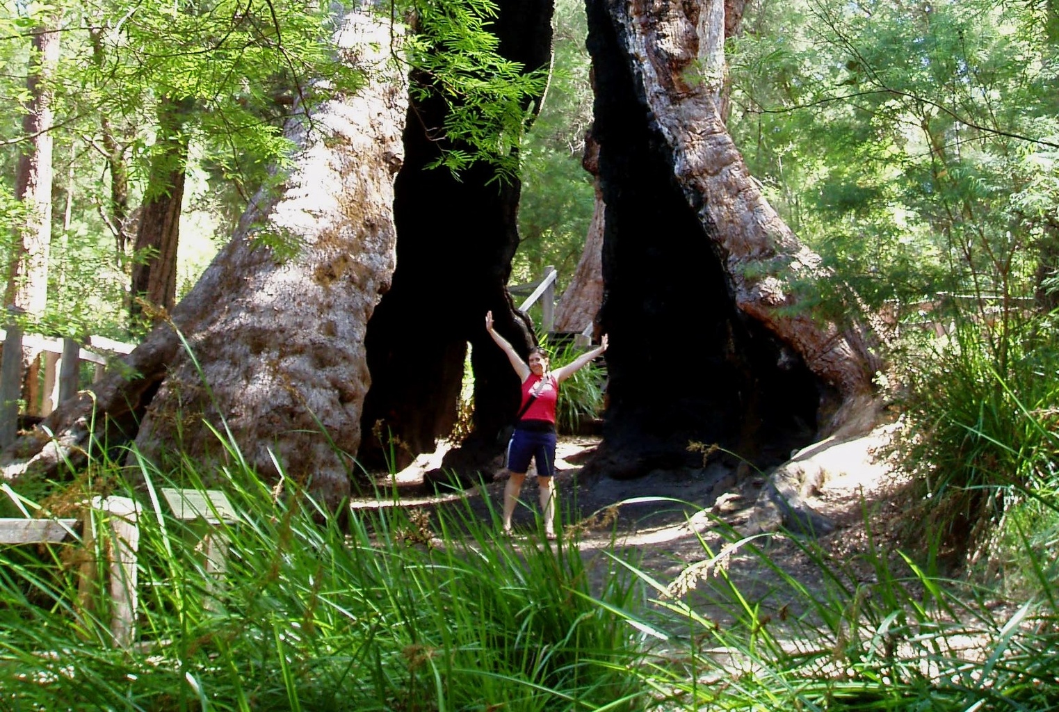 The Giant Tingle Tree