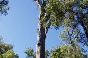 King Jarrah Tree
