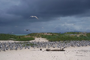 Michaelmas Cay