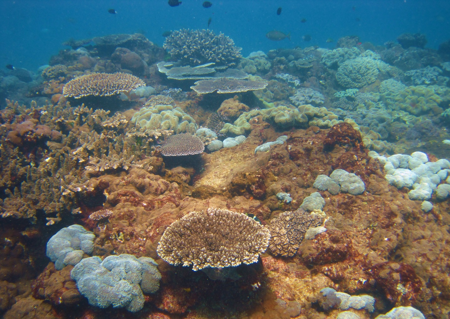 Flinders Reef