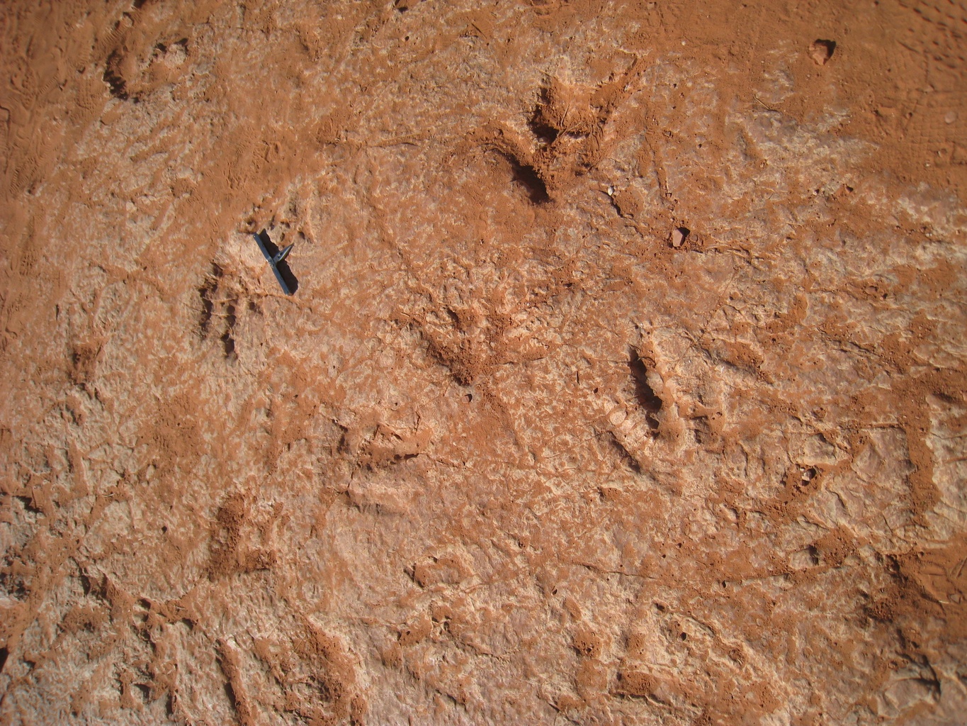 Dino Cliffs Dinosaur Tracks
