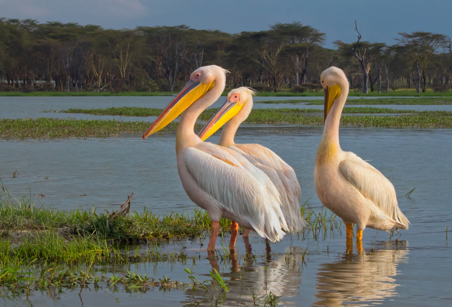 Kenya Lake System in the Great Rift Valley