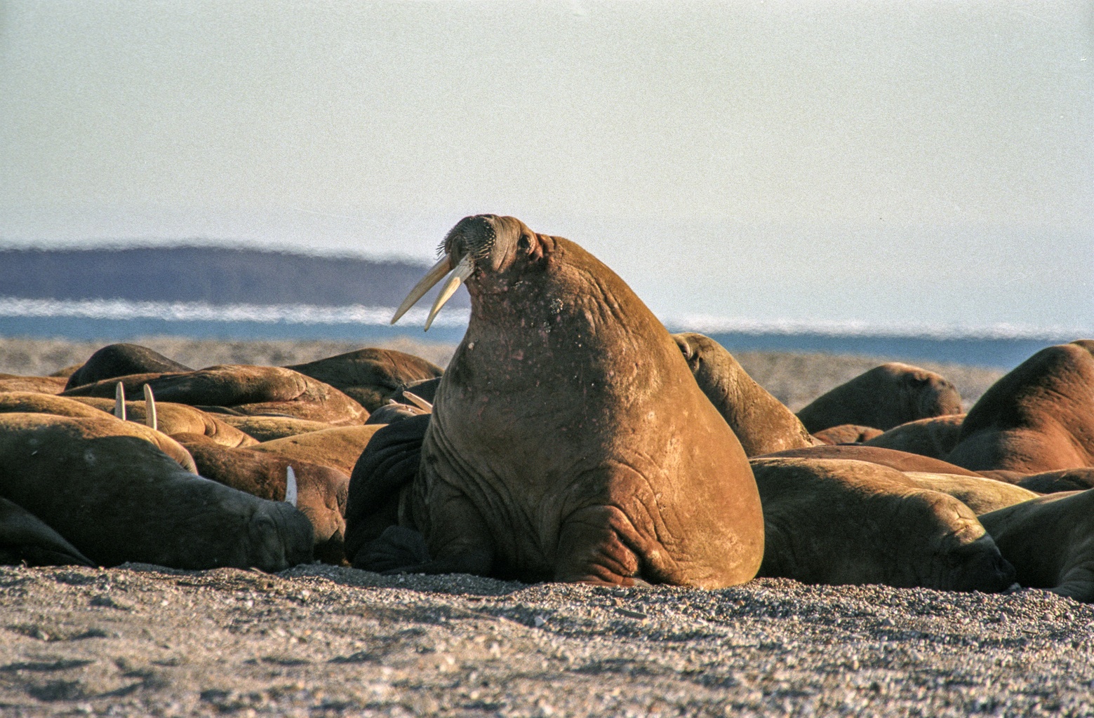 Nordaust-Svalbard Nature Reserve