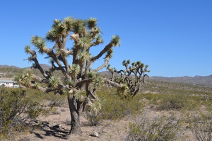 Grapevine Mesa Joshua Tree Forest