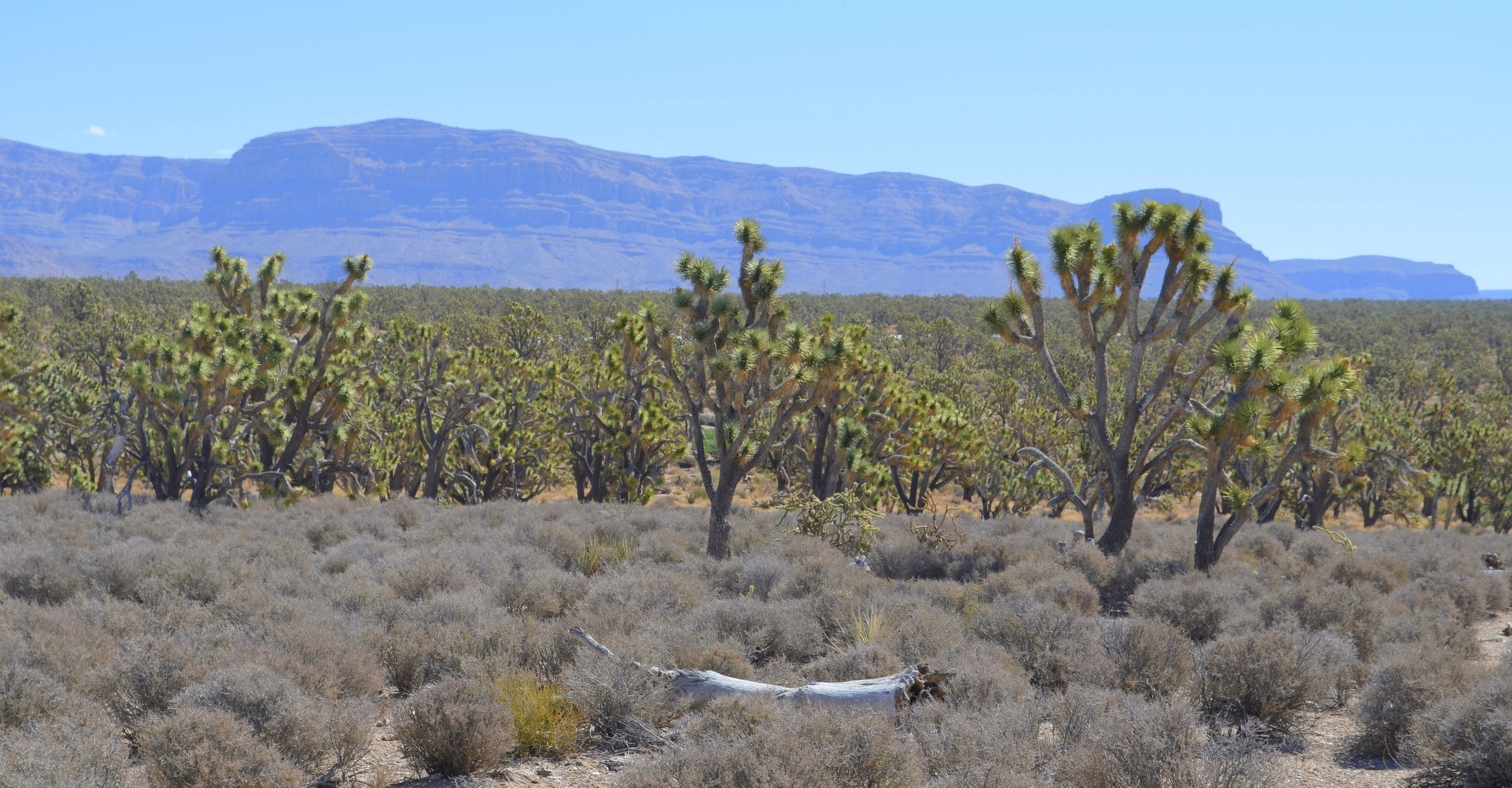 Grapevine Mesa Joshua Tree Forest
