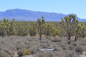 Grapevine Mesa Joshua Tree Forest