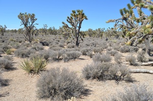 Grapevine Mesa Joshua Tree Forest