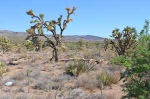 Grapevine Mesa Joshua Tree Forest