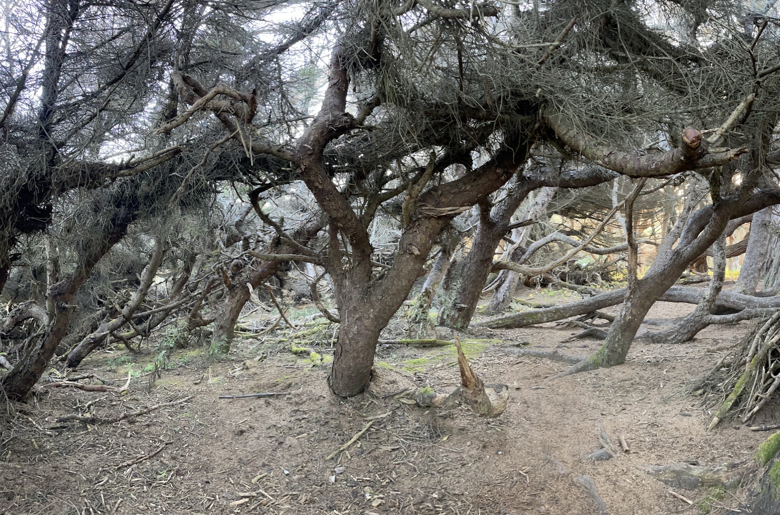 Pygmy Forest at Jug Handle State Natural Reserve