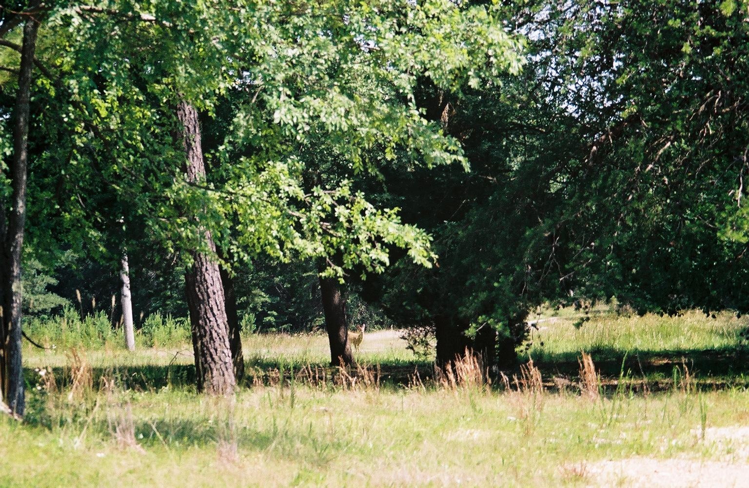 Mountain Longleaf National Wildlife Refuge