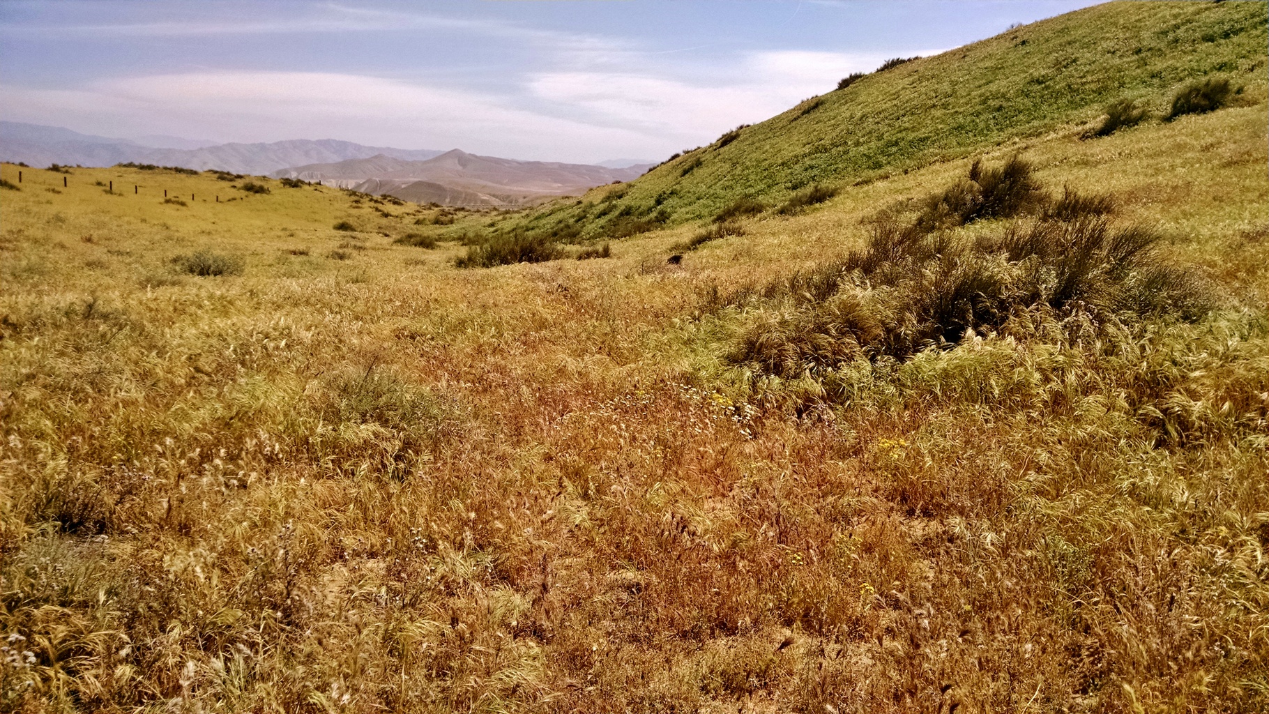 Sand Ridge Wildflower Preserve