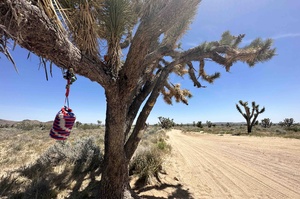Mojave Road Penny Can Tree