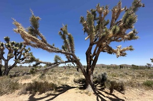 Mojave Road Penny Can Tree