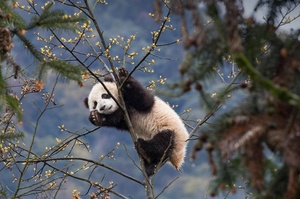 Pandas at Sichuan Giant Panda Sanctuaries