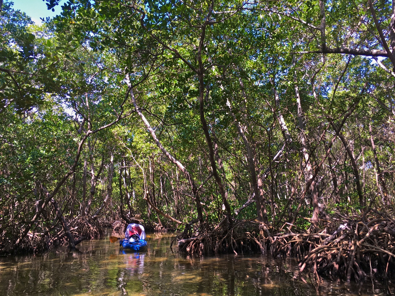 Lido Key Mangroves