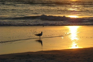 Longboat Key