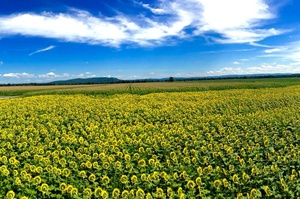 Sunflower Valley Farm