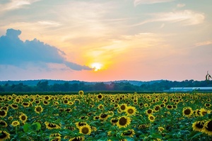 Sunflower Valley Farm